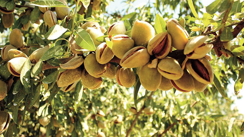 Sorte badema za područje Hercegovine – Jabuka.tv