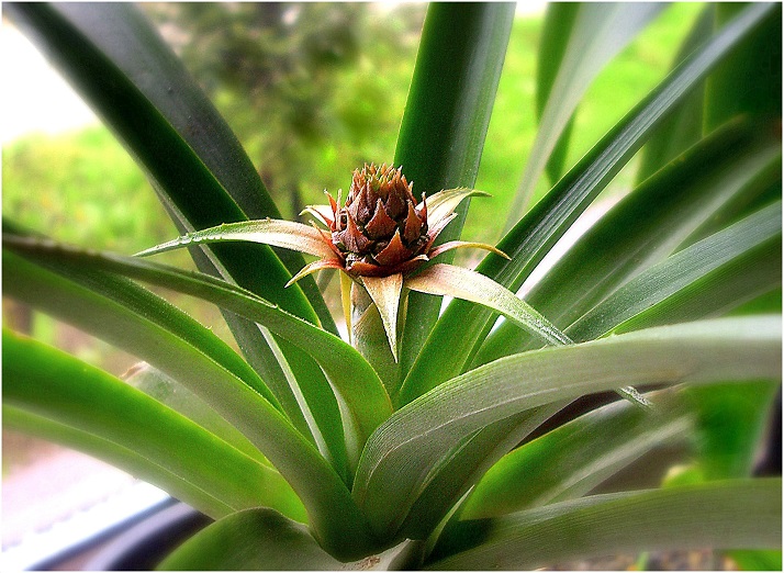 Ananas kao lončanica - Jabuka.tv