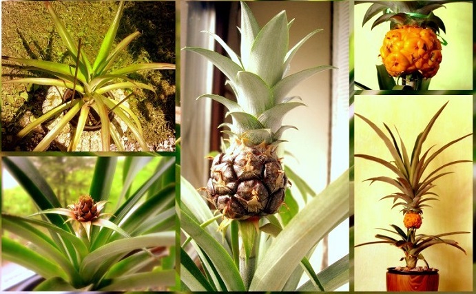 Ananas kao lončanica - Jabuka.tv