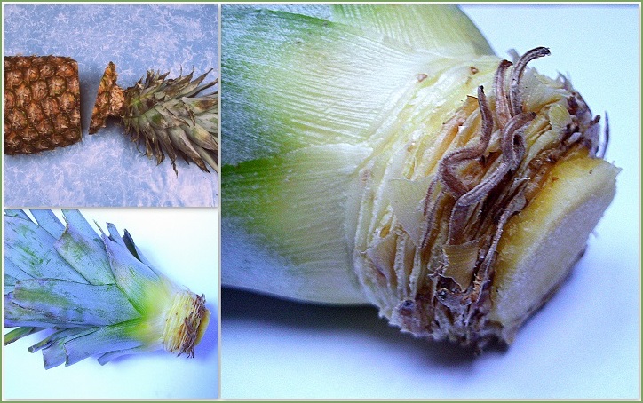 Ananas kao lončanica - Jabuka.tv