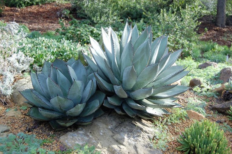 Agava biljka: Za što se koristi i kako se uzgaja? - Jabuka.tv