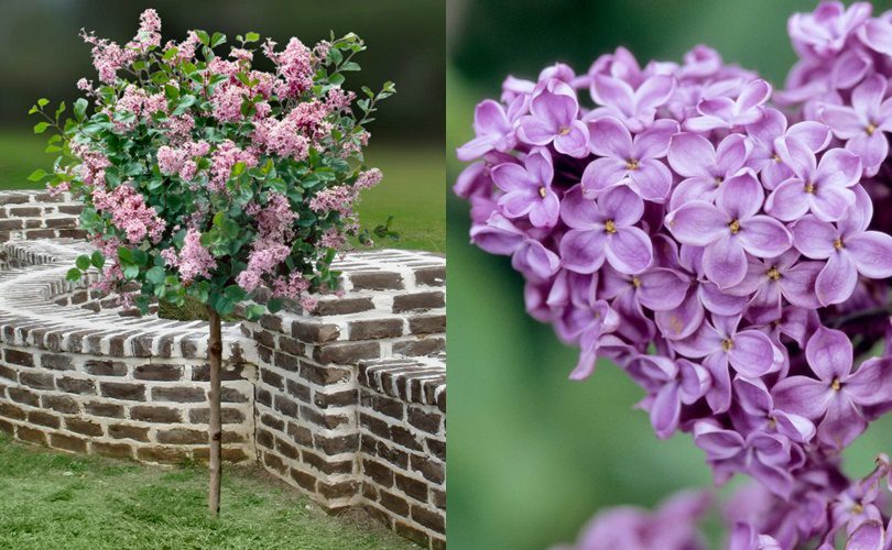 Ljetni jorgovan: Sadnja, uzgoj i održavanje - Jabuka.tv