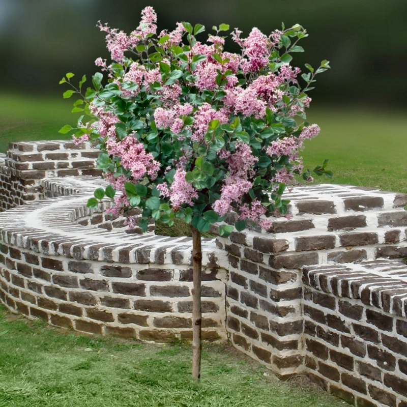 Ljetni jorgovan: Sadnja, uzgoj i održavanje - Jabuka.tv