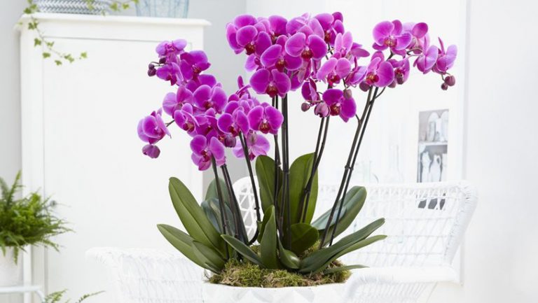 Orhideja: 6 pravila uz koje će osjetljive ljepotice (napokon ...