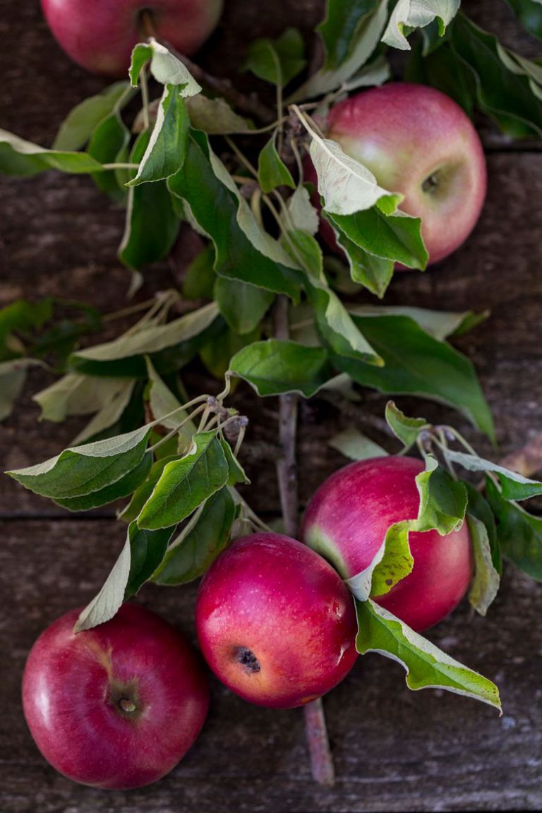 4 najpopularnije sorte jabuka koje možete uzgajati u vlastitom vrtu ...