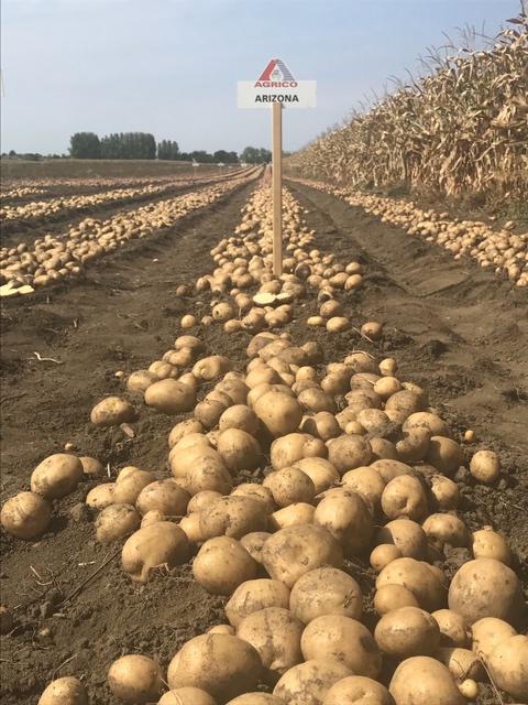 Arizona – sorta krumpira rekordnih uroda – Jabuka.tv