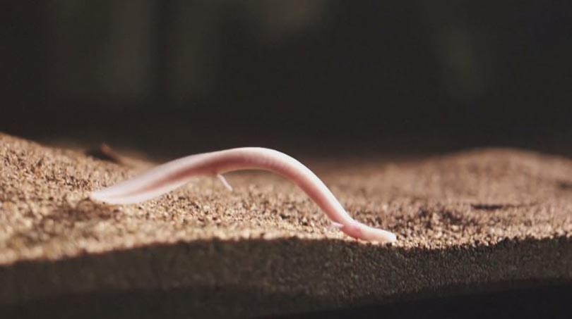 Uz pomoć tehnologije u Sloveniji se izlegle tri čovječje ribice - Jabuka.tv