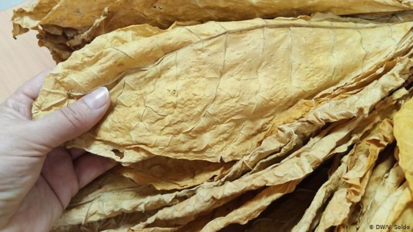 Hercegovački duhan – nekada “žuto zlato”, danas se zbog njega ide u ...