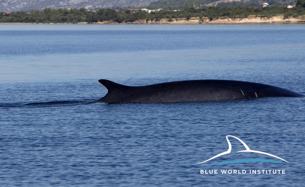 Veliki kit snimljen u Velebitskom kanalu, pogledajte fantastične ...