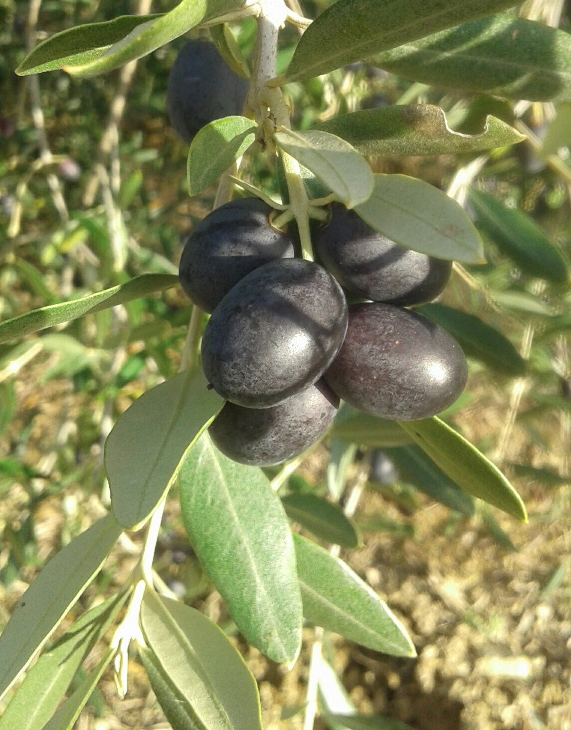 Leccino, sorta masline otporna na niske temperature - Jabuka.tv