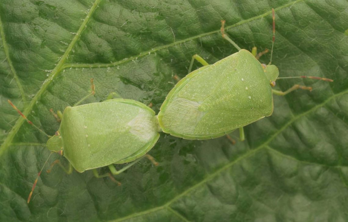 Smrdljiva zelena stjenica – ozbiljan štetnik rajčice - Jabuka.tv