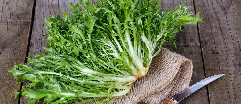 Endivija: Gorak okus zdravlja - Jabuka.tv