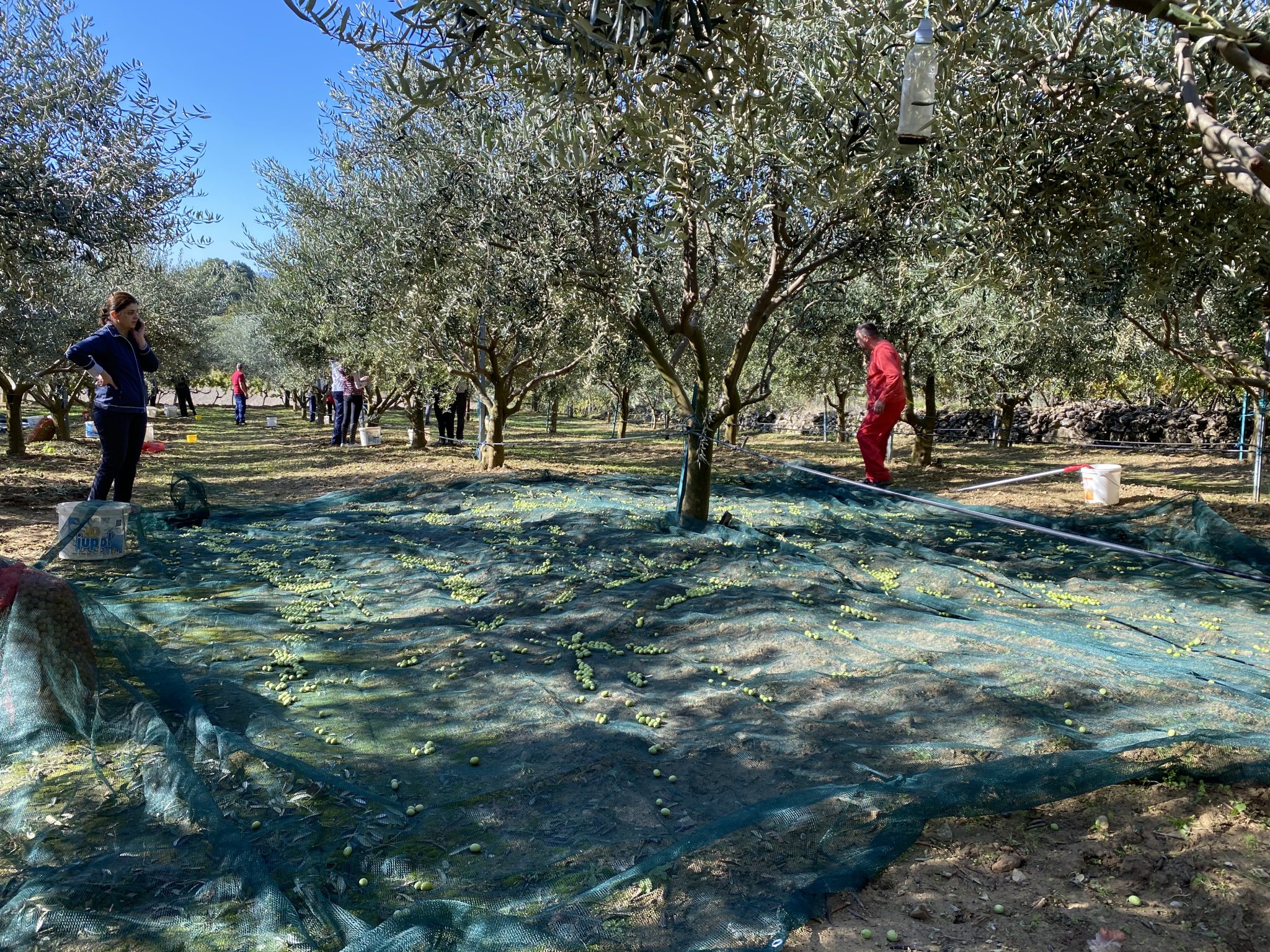 Započela berba maslina u Hercegovini - Jabuka.tv
