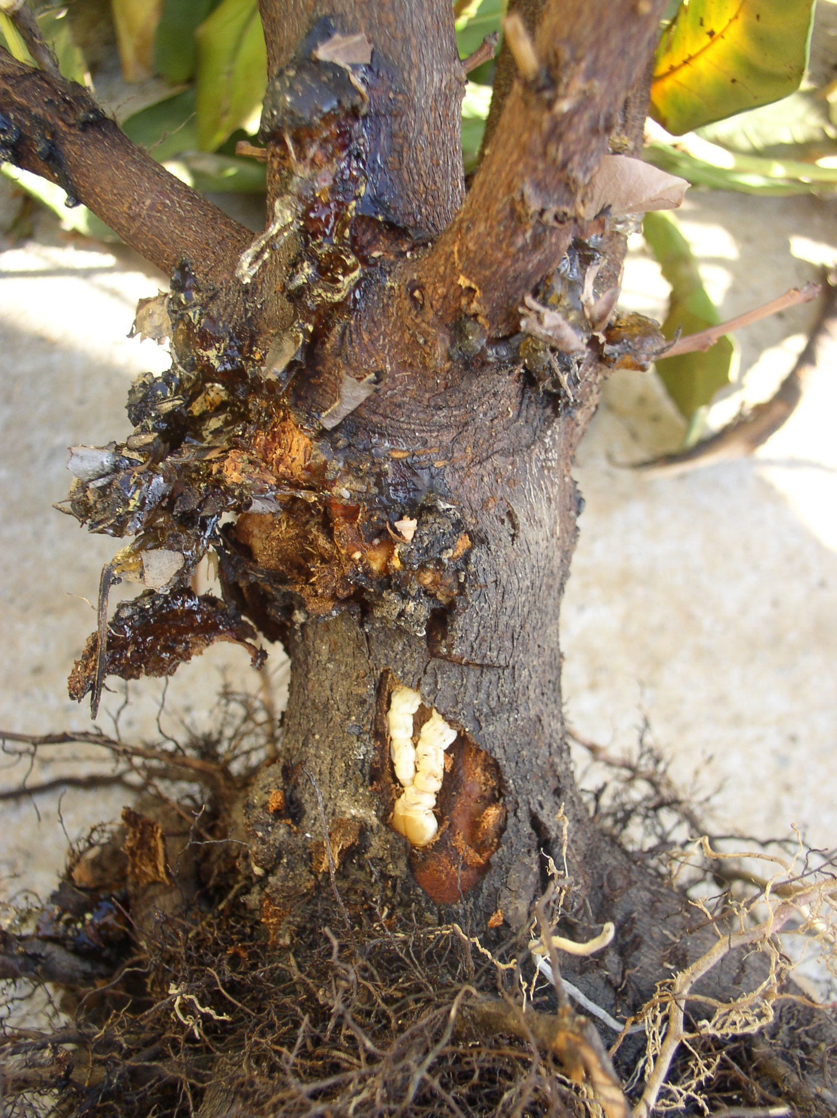 Zašto se suše lovor višnje u Hercegovini? - Jabuka.tv