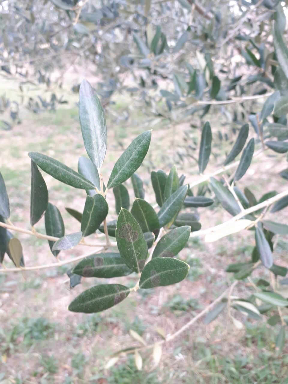 Obavezna zaštita maslina nakon berbe - Jabuka.tv