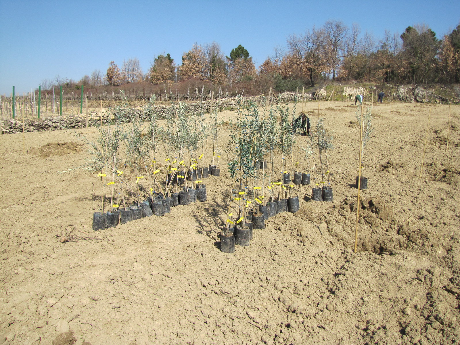 Uz ove sorte maslina uvijek možete računati na ulje - Jabuka.tv