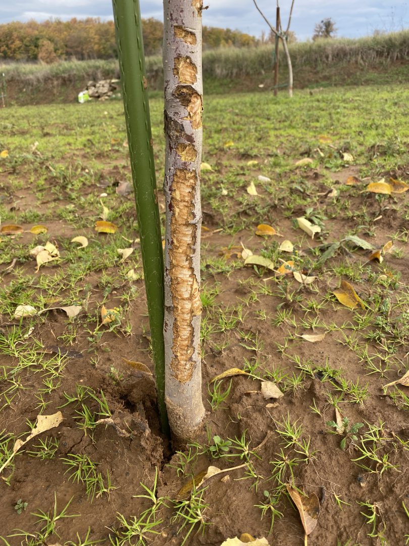 Kako na jednostavan način zaštititi voćke od divljači? - Jabuka.tv