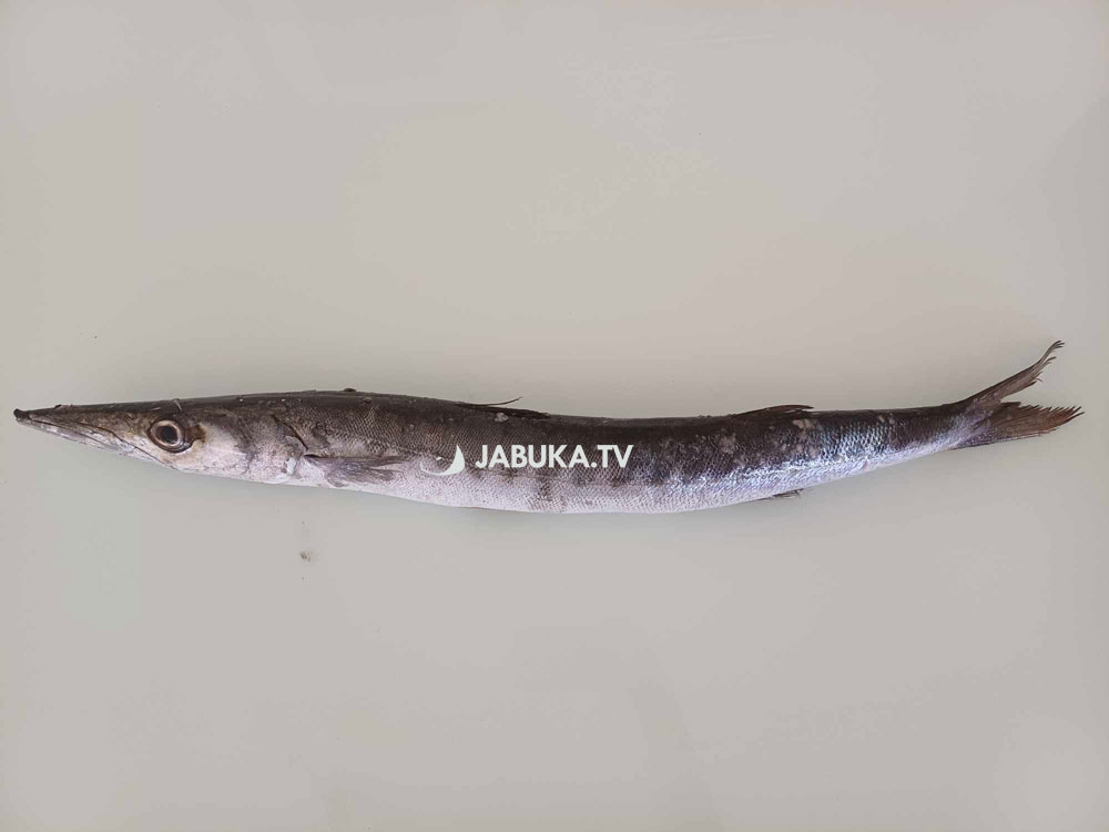 Jadranska barakuda – brza i grabežljiva, ali vrhunska delicija - Jabuka.tv