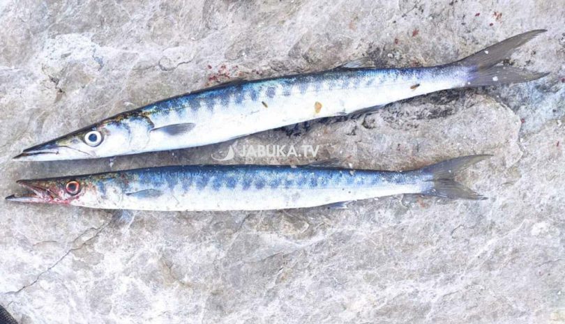 Jadranska barakuda – brza i grabežljiva, ali vrhunska delicija - Jabuka.tv