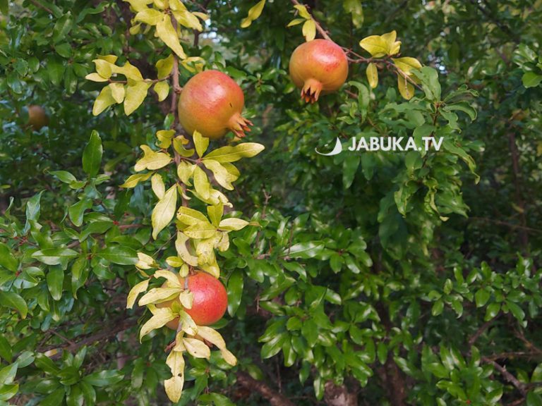 Šipak – simbol Hercegovine i kralj jeseni - Jabuka.tv