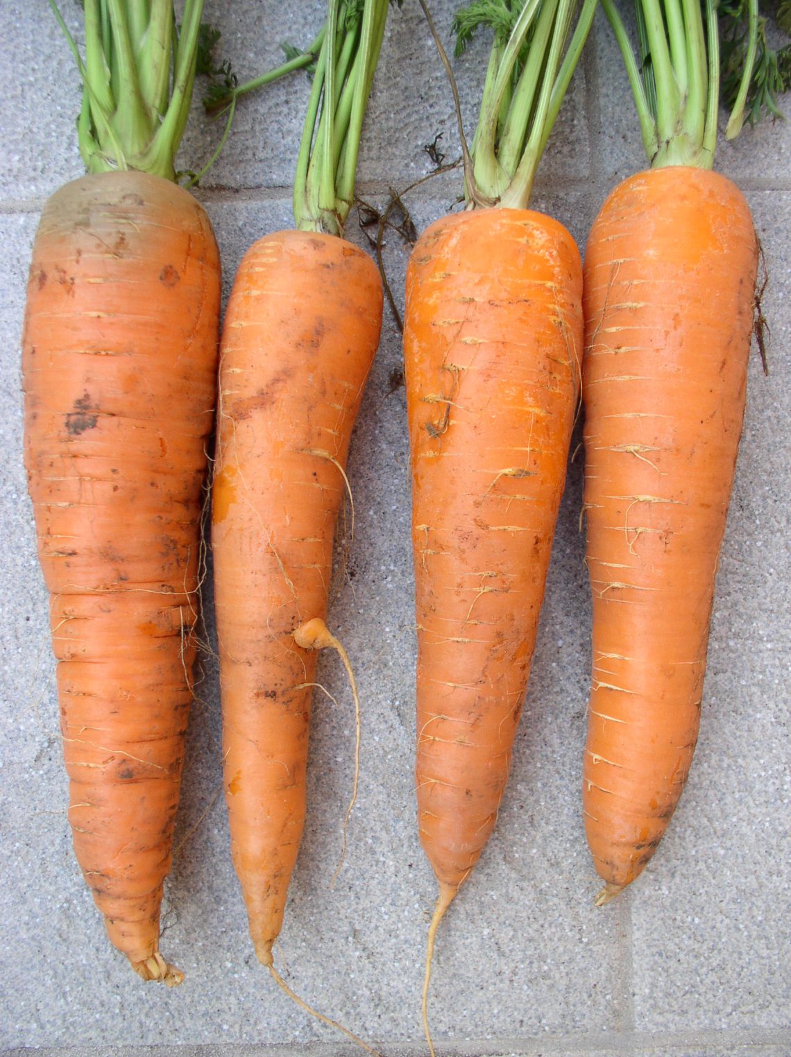 Neobični plodovi iz hercegovačkih vrtova – Jabuka.tv