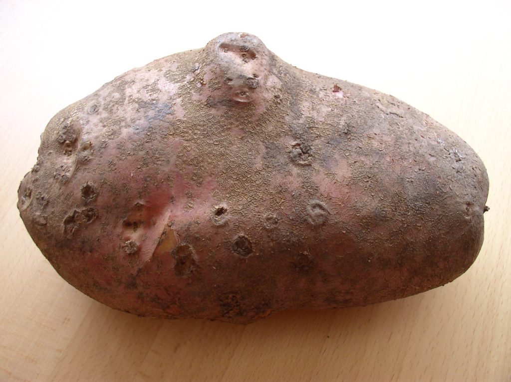 Neobični plodovi iz hercegovačkih vrtova - Jabuka.tv