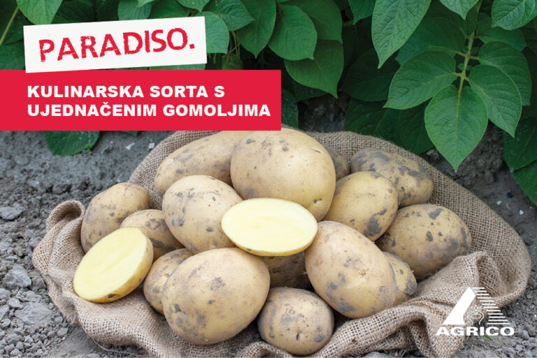 Pravilna gnojidba krumpira - Jabuka.tv