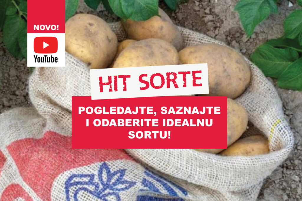 Pogledajte najtraženije sorte krumpira! - Jabuka.tv