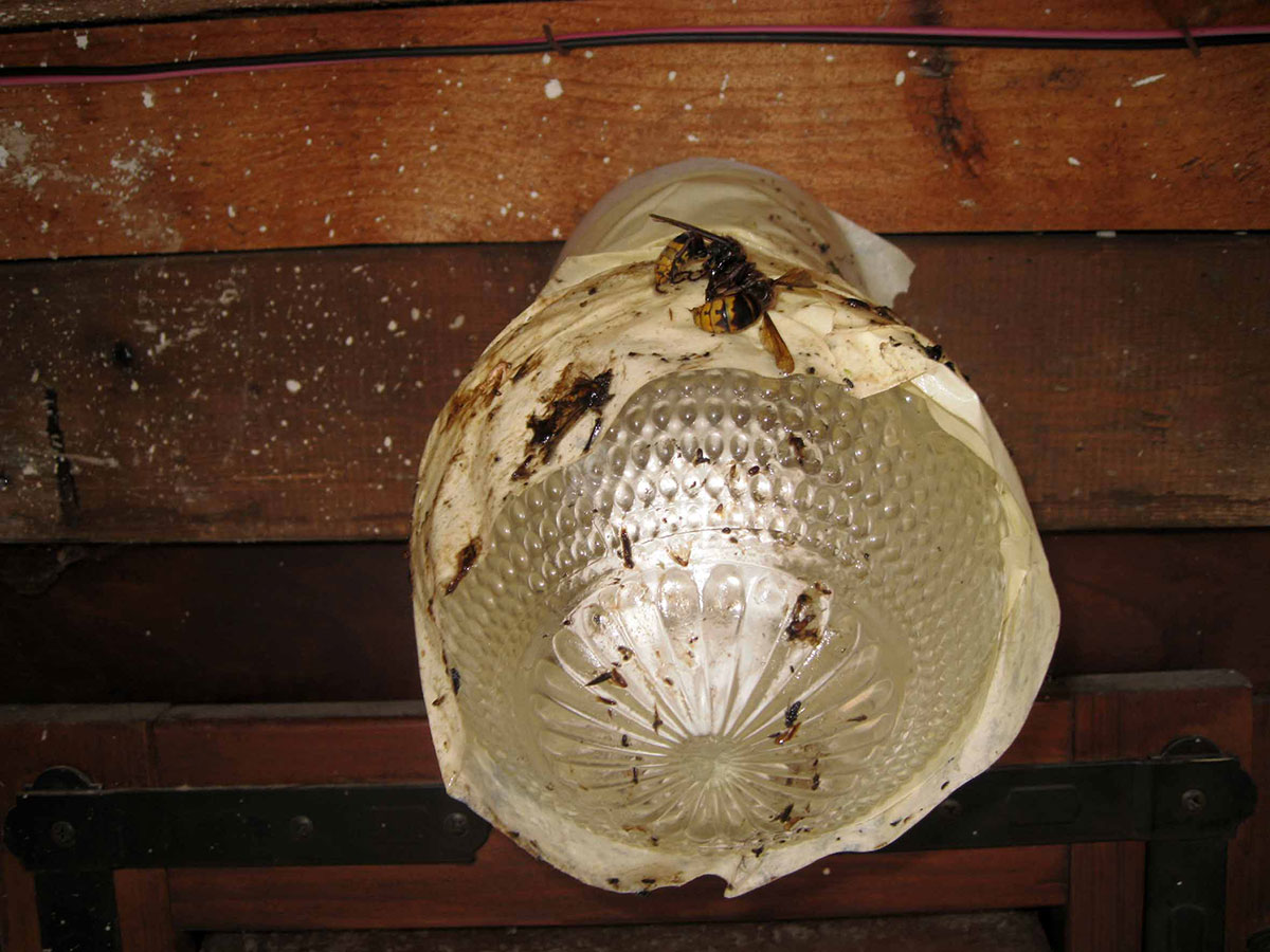 Evo od čega bježe stršljeni i kako im ukloniti gnijezdo - Jabuka.tv