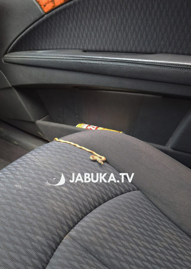 Neočekivan susret u Širokom Brijegu – zmija na suvozačevu sjedalu! - Jabuka.tv