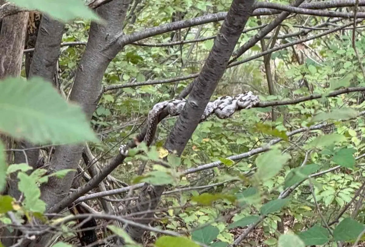 Mostarski lovci usred listopada snimili poskoka na grani - Jabuka.tv